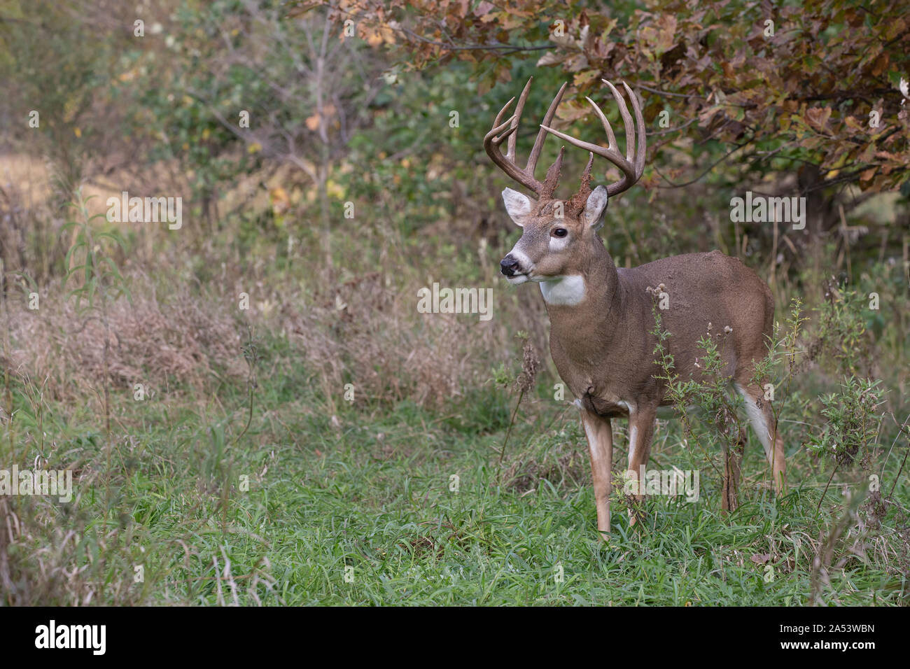 Swollen neck hi-res stock photography and images - Alamy