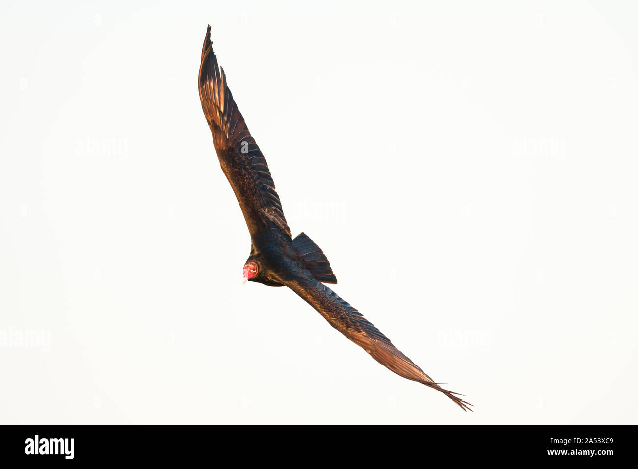 A soaring Turkey Vulture isolated against a white background Stock ...