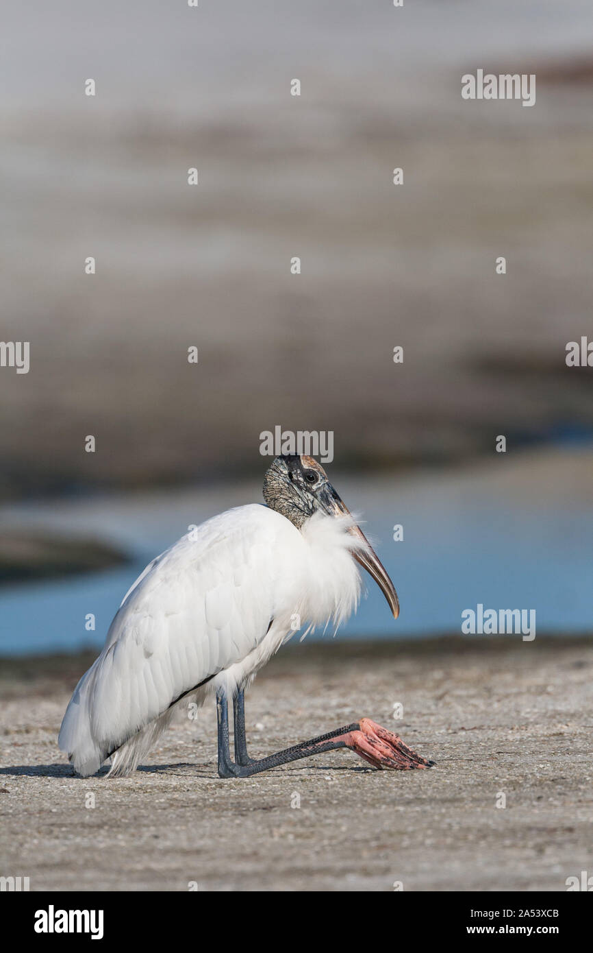 Wood stork beach hi-res stock photography and images - Alamy