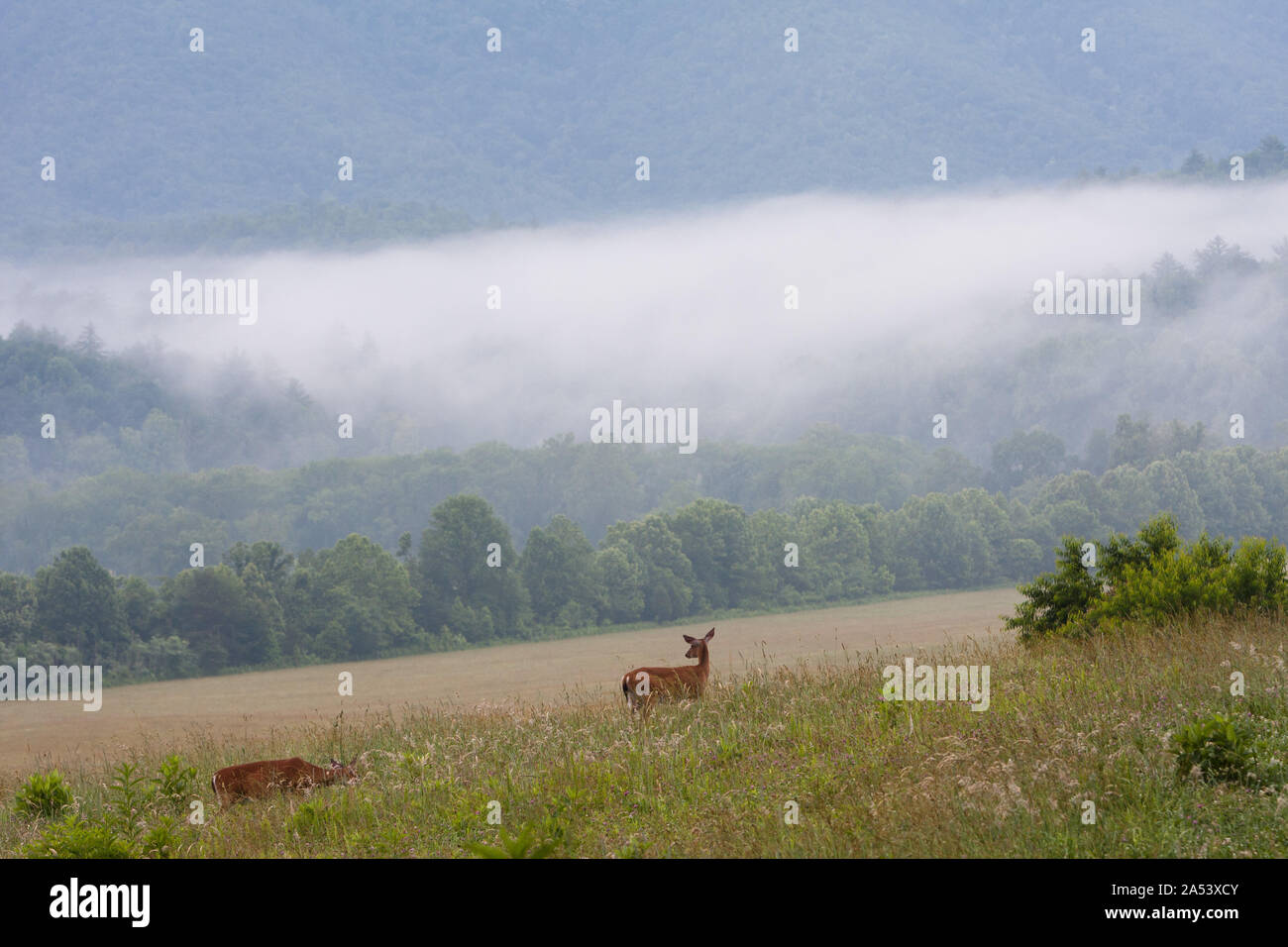 Two white tailed deer alternate between grazing and watching for ...
