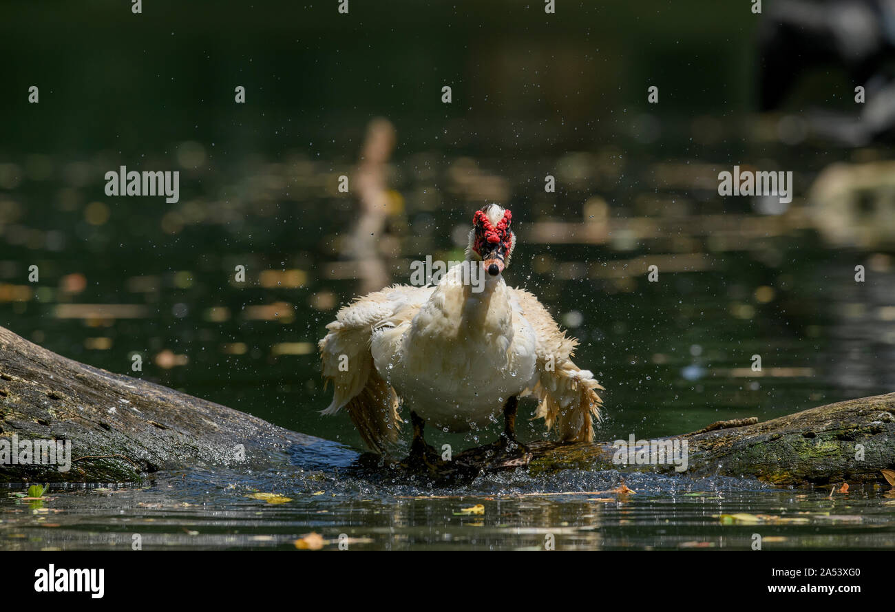 Muscovy duck swimming and splashing in pond, happy waterfowl enjoying ...