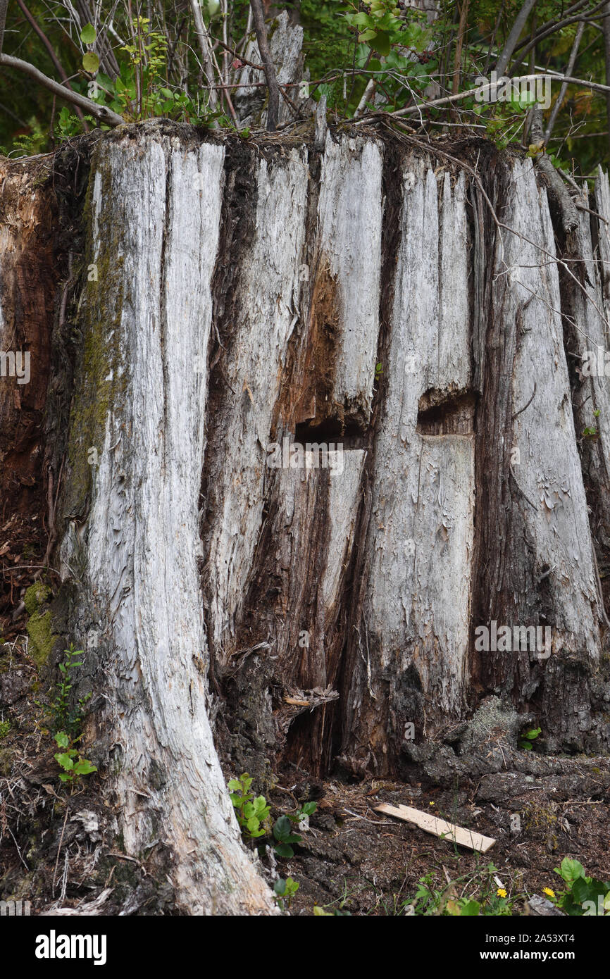 Ancient tree stump hi-res stock photography and images - Alamy