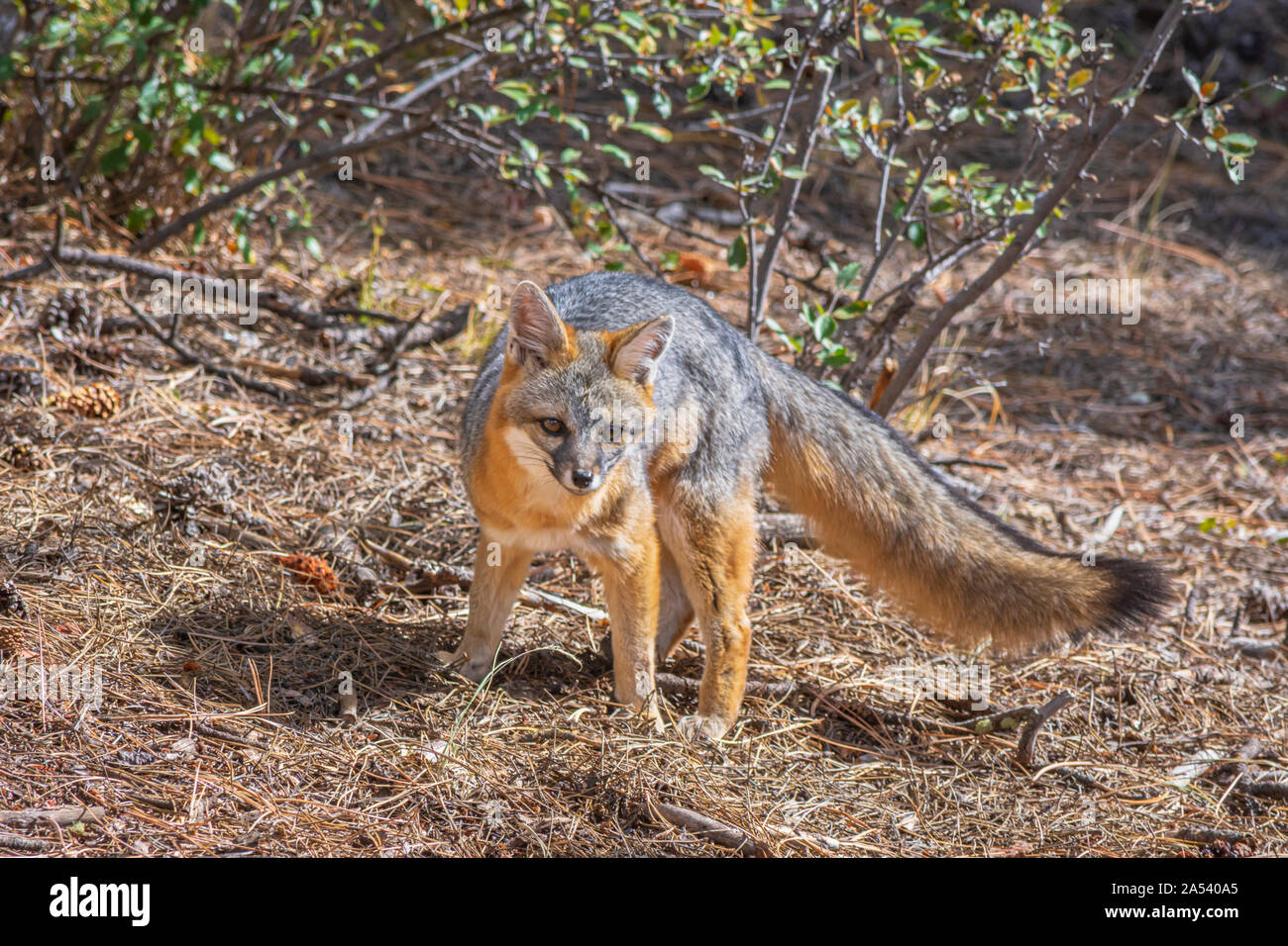 North american gray fox hi-res stock photography and images - Alamy