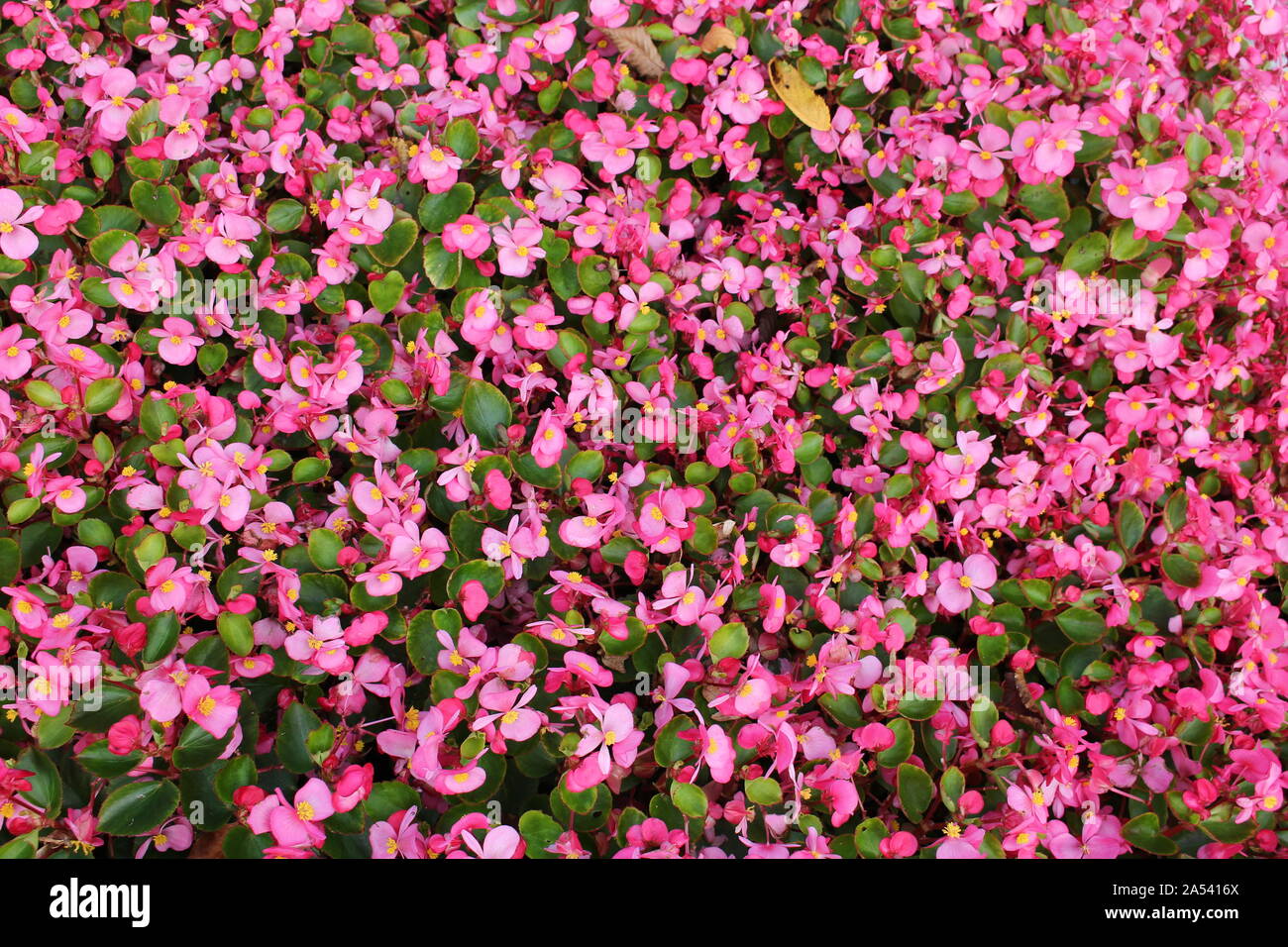 Begonia flowers background background hi-res stock photography and ...