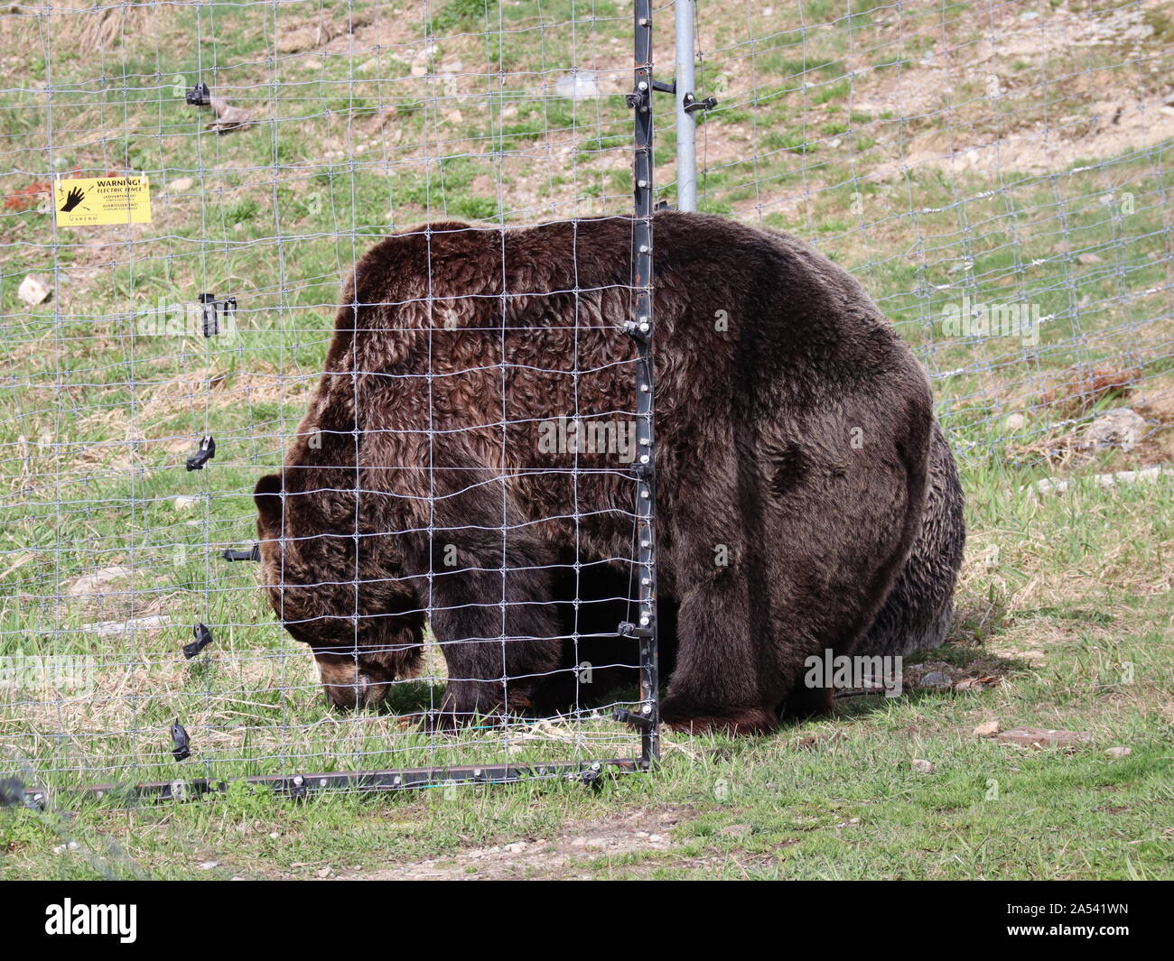 Captive grizzly bear eating hi-res stock photography and images - Alamy