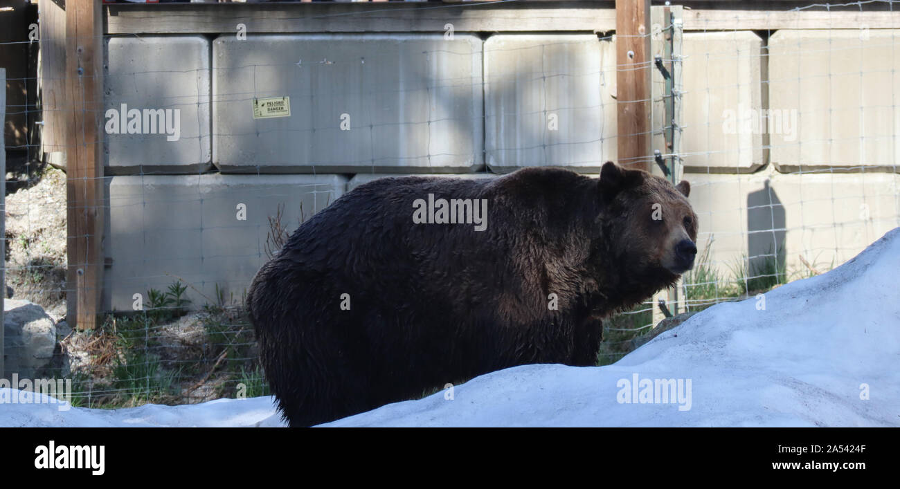 beary good grizzly bear Stock Photo - Alamy