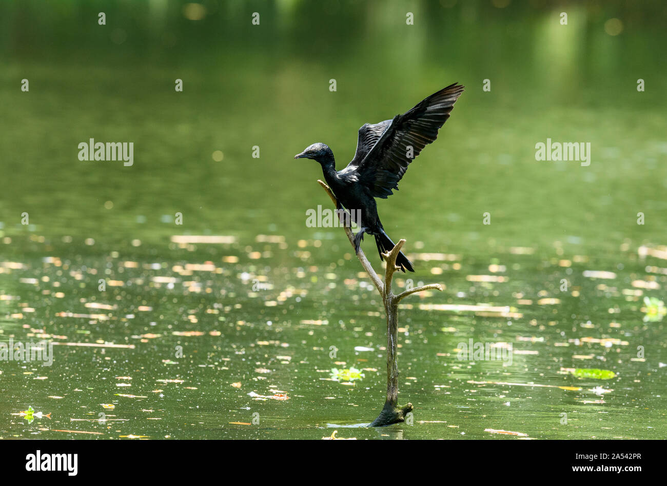 Indian cormorant with wings spread hi-res stock photography and images ...