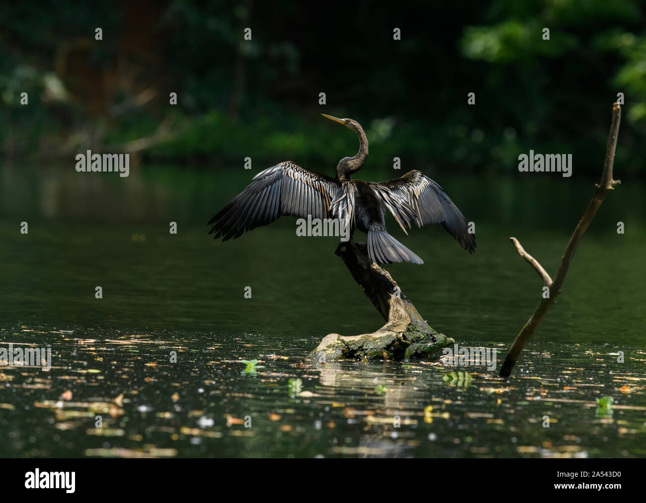 Indian darter perched hi-res stock photography and images - Alamy