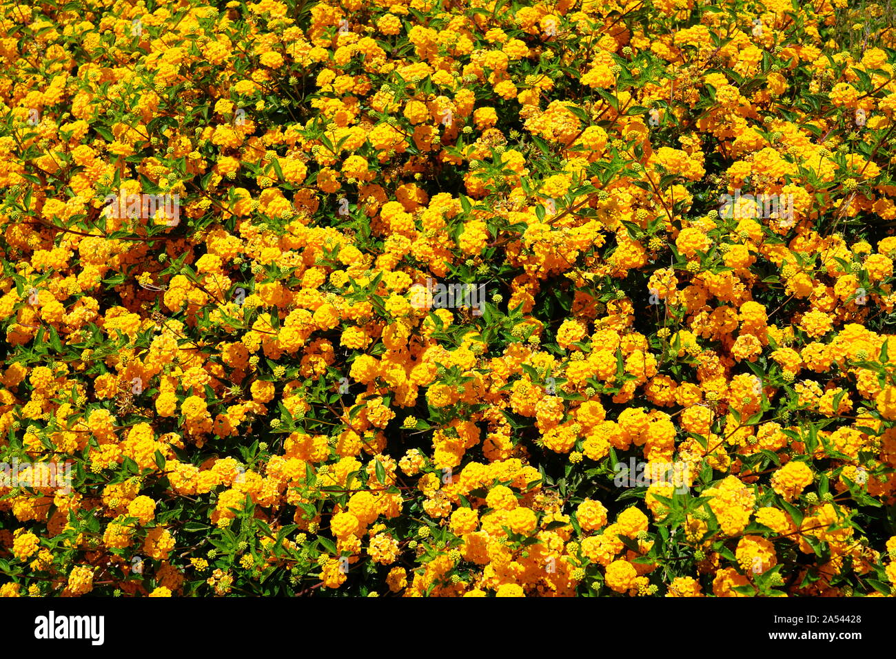 Yellow lantana flowers hi-res stock photography and images - Alamy