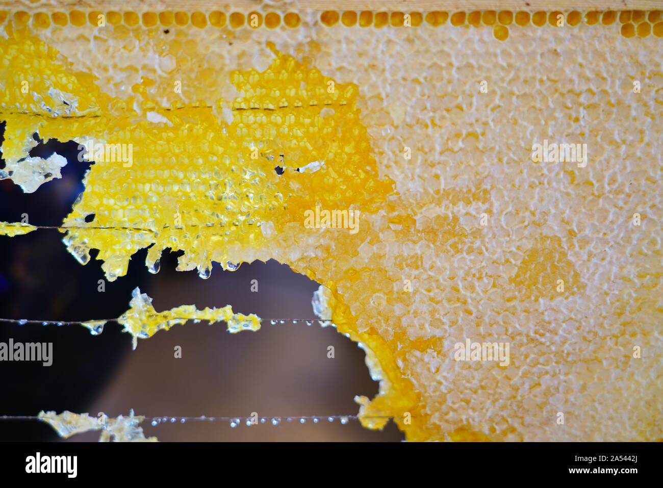Raw honey on fresh honeycomb Stock Photo - Alamy