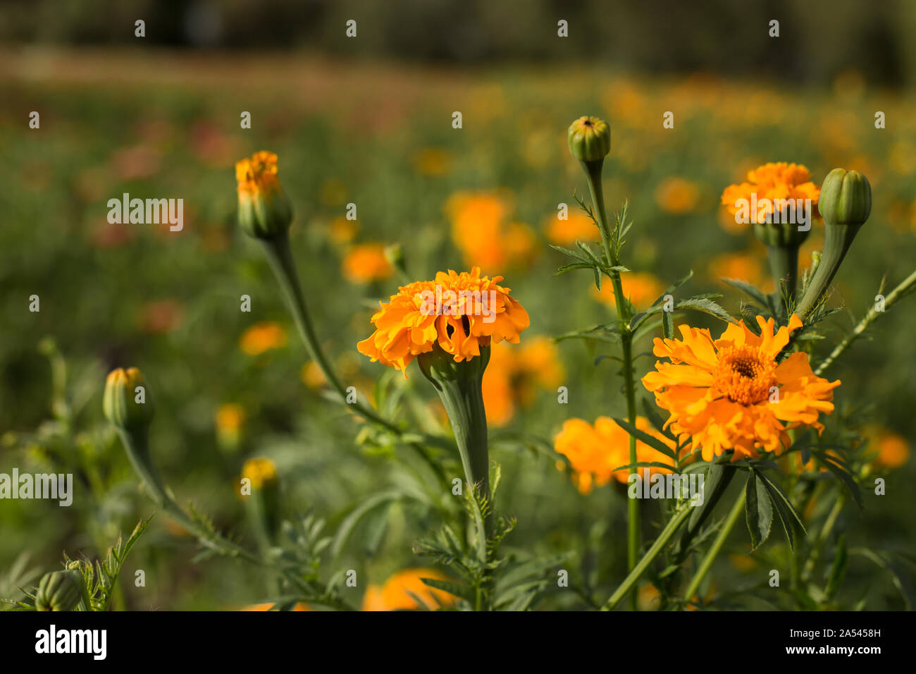 Cempazuchitl flower field in Mexico used in the celebration of the Day ...