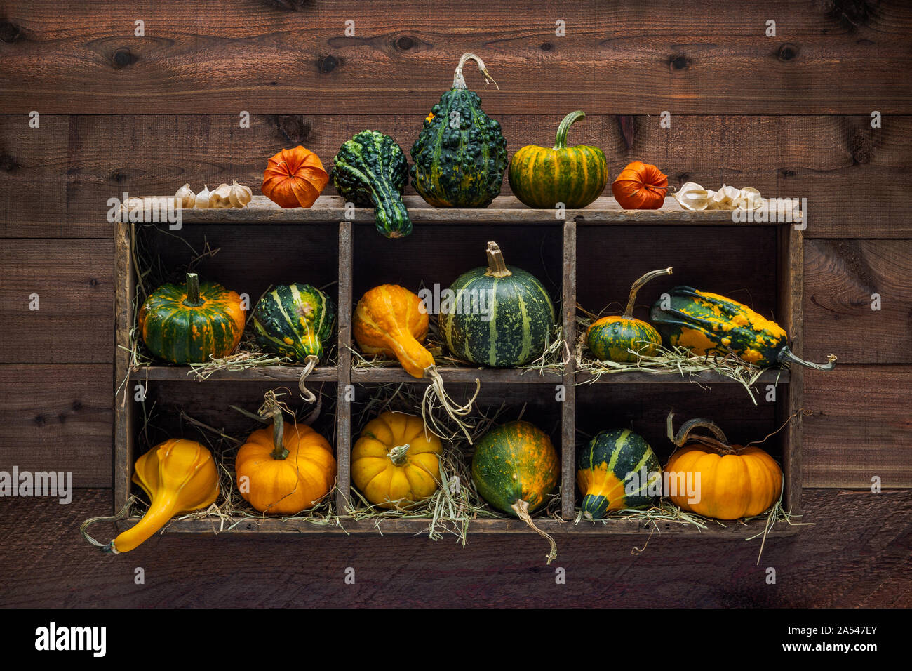 Colorful decorative gourds in a wood storage box mounted on dark wood ...