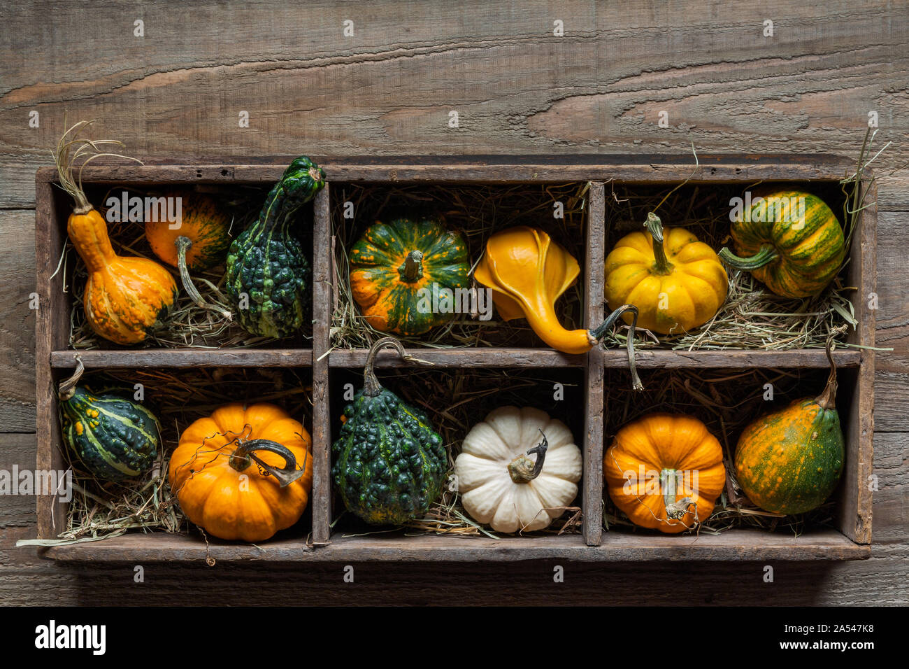 Colorful decorative gourds in a wood storage box on farm wood planks ...