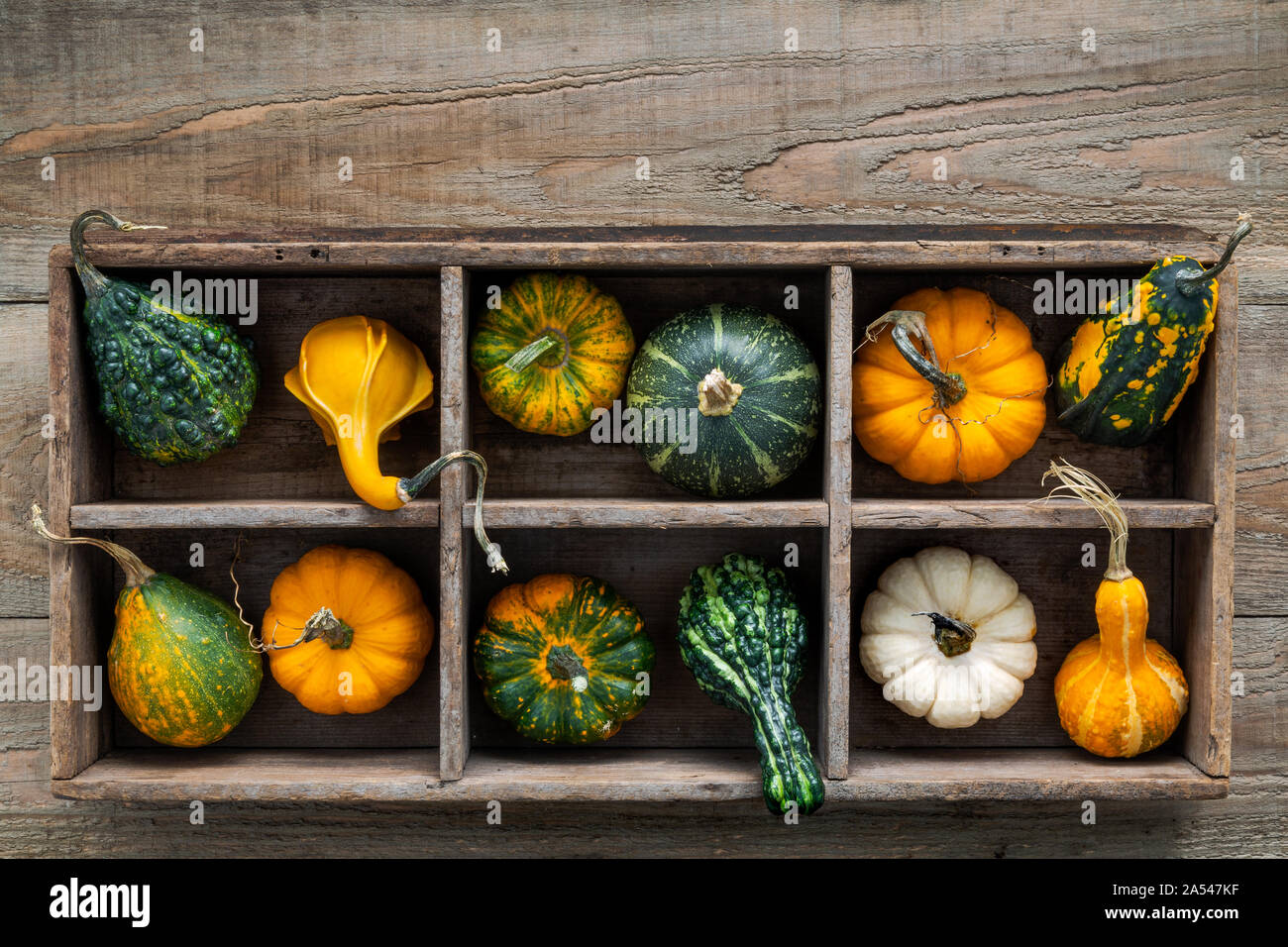 Colorful decorative gourds in a wood storage box on farm wood planks ...