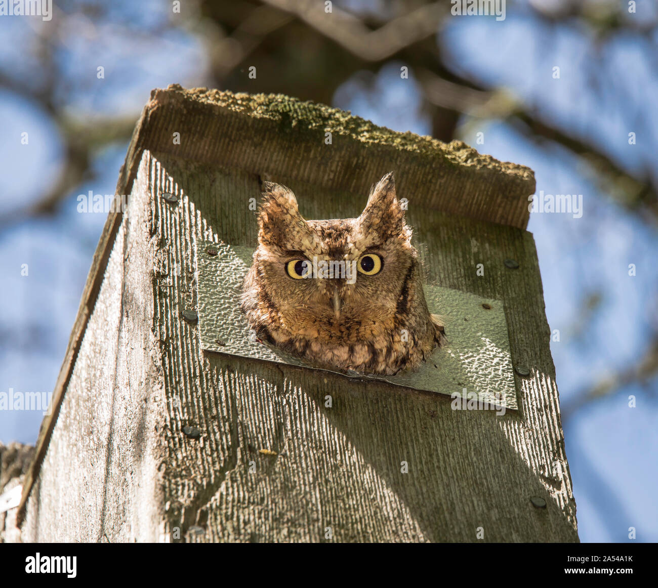 Cute litle screech owl sticking its head out of an owl box or nesting ...