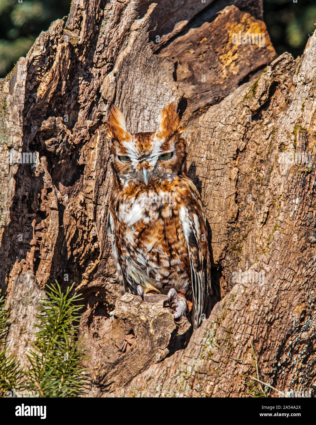 A pretty little red morph screech owl hanging out in nice tree hole ...