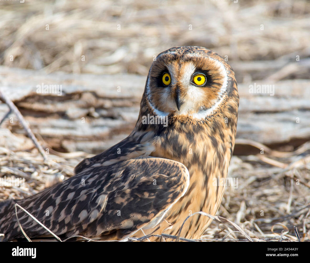 Predataor hi-res stock photography and images - Alamy