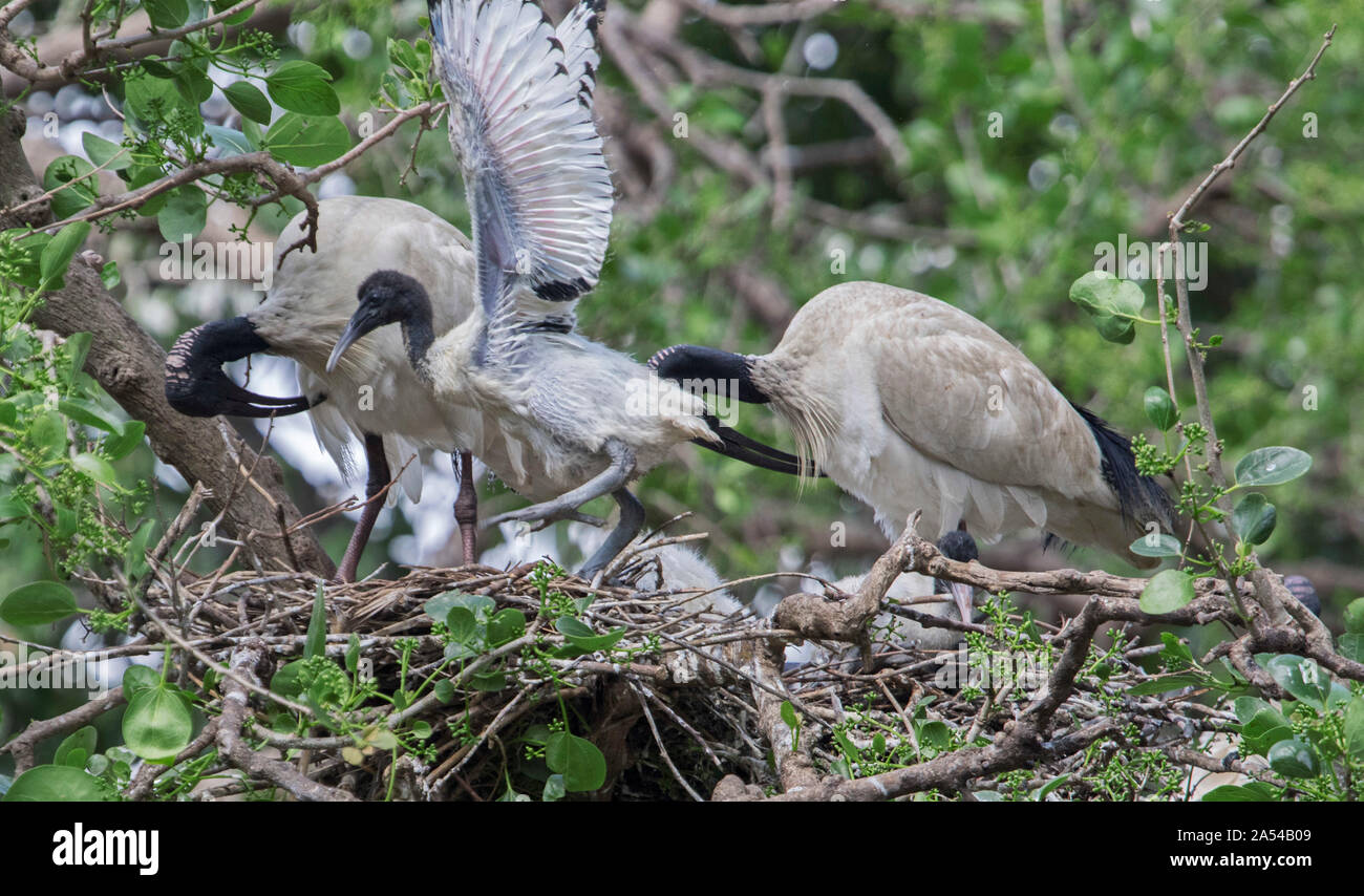 Ibis chick hi-res stock photography and images - Alamy