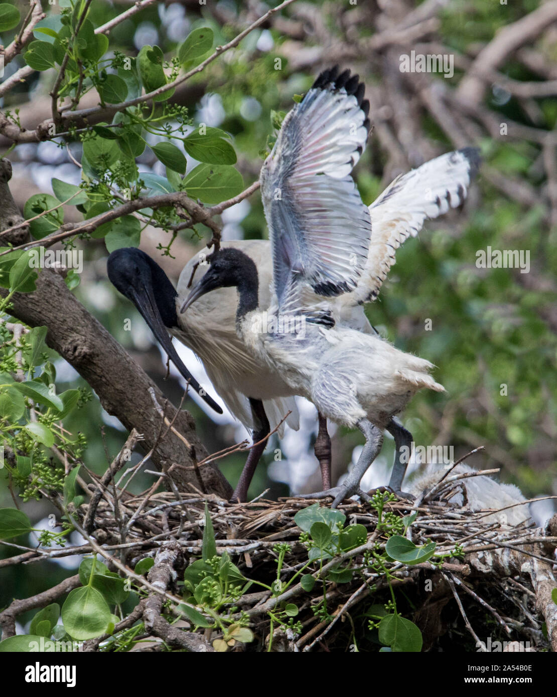 Australian white ibis Threskiornis molucca & chick / fledgling with ...