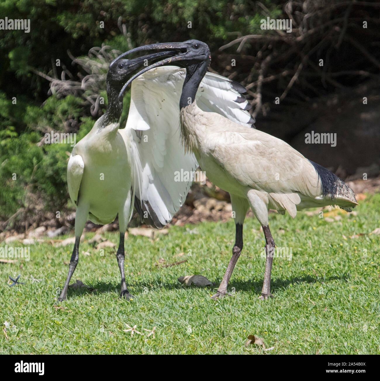 Australian Ibis Bird High Resolution Stock Photography and Images - Alamy