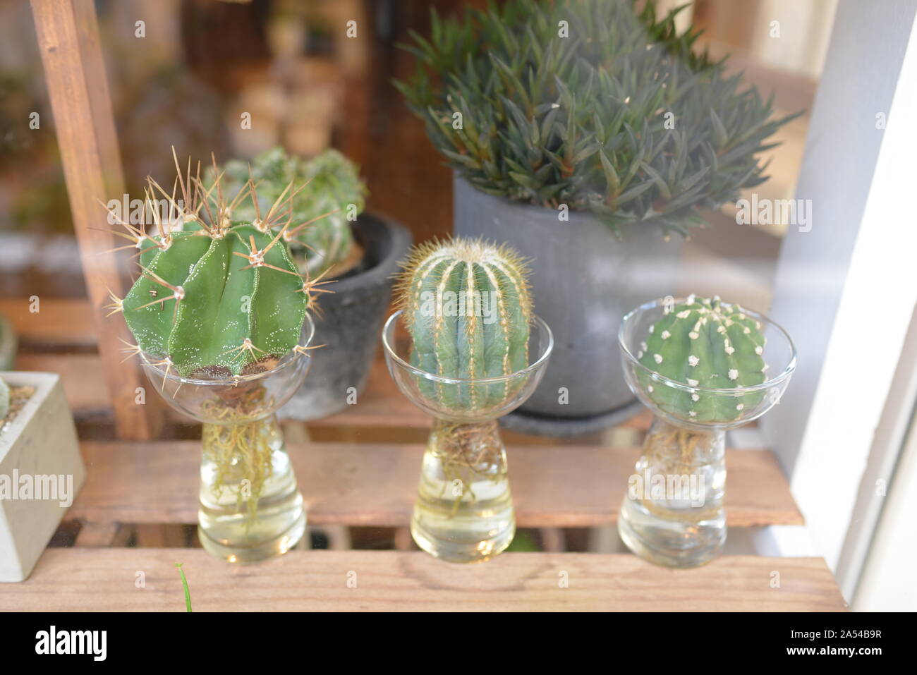 Cactus japan hi-res stock photography and images - Alamy