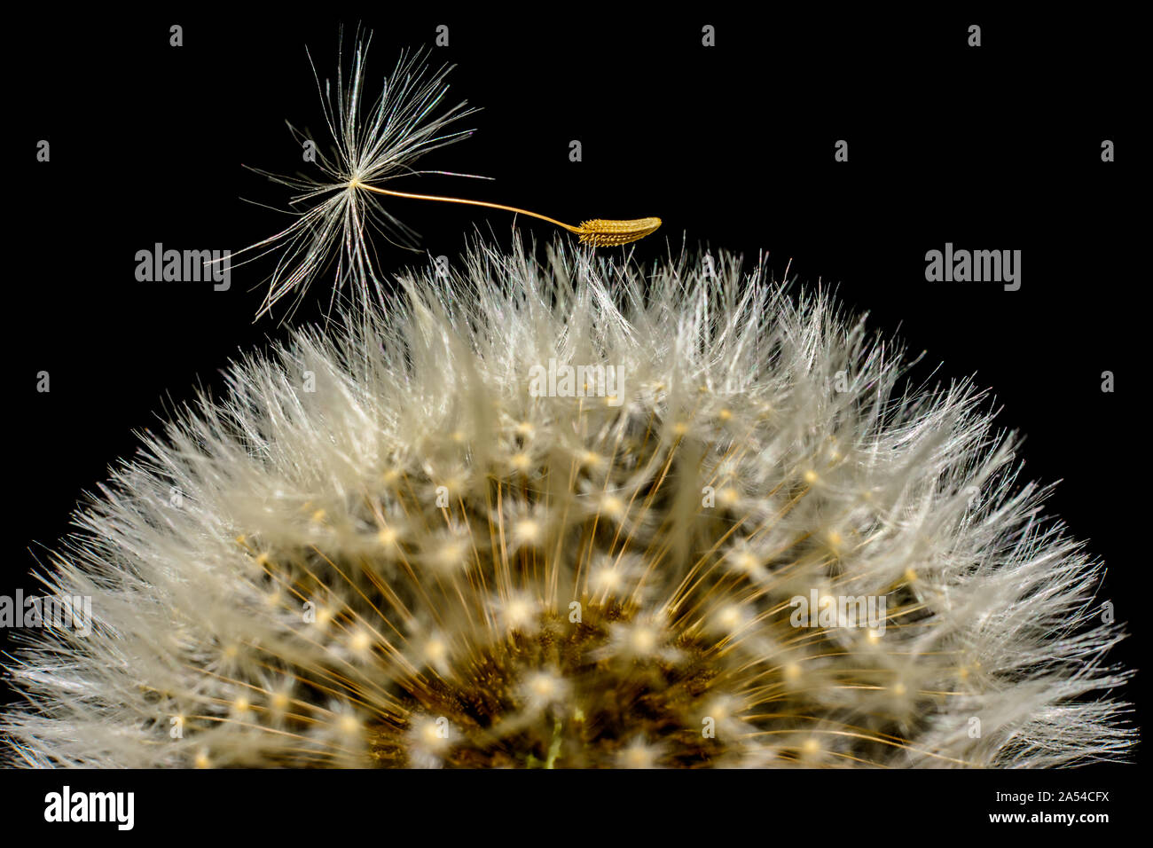 Single seed on top of a dandelion seed head close-up macro. Concept ...