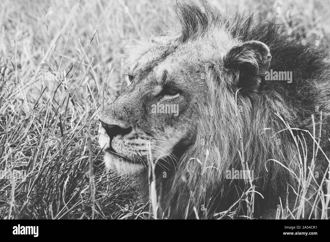 Greyscale lion hi-res stock photography and images - Alamy