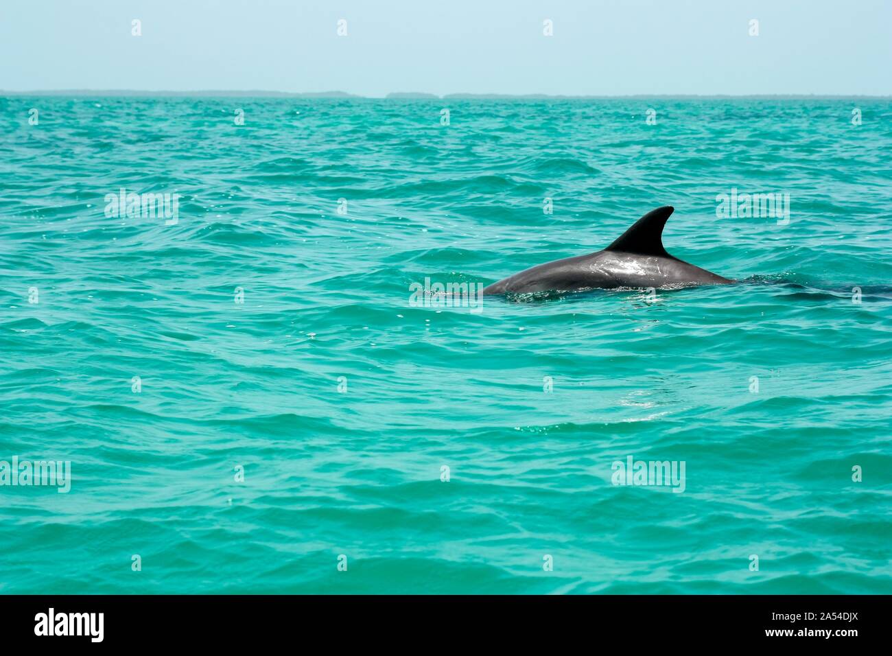 Beautiful shot of a cute dolphin swimming in the ocean - great for an ...