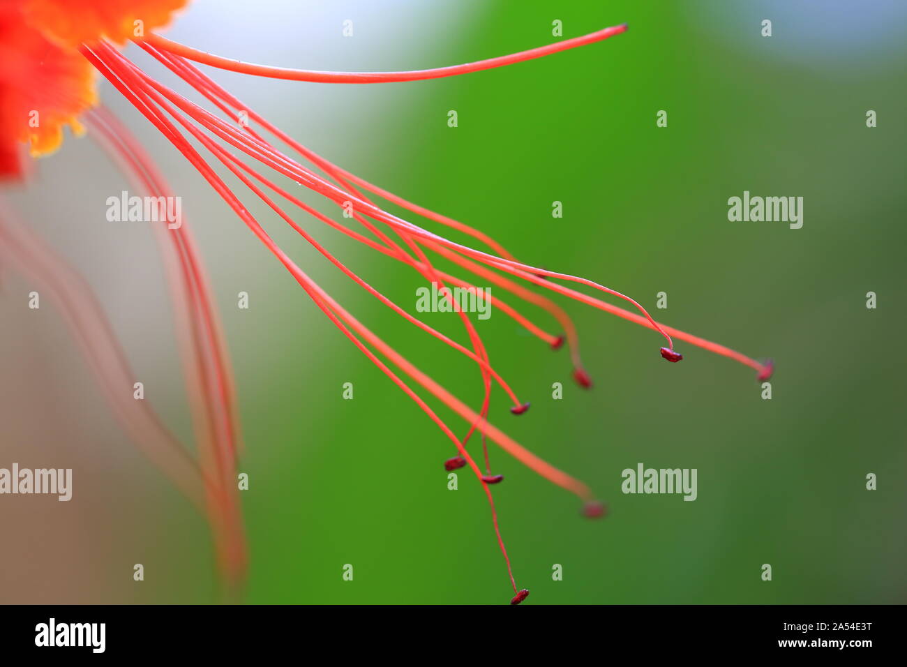 Hibiscus stamen hi-res stock photography and images - Alamy