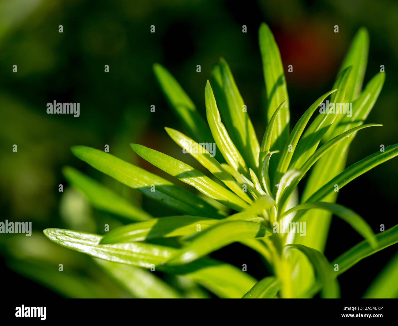 Newleaves hi-res stock photography and images - Alamy