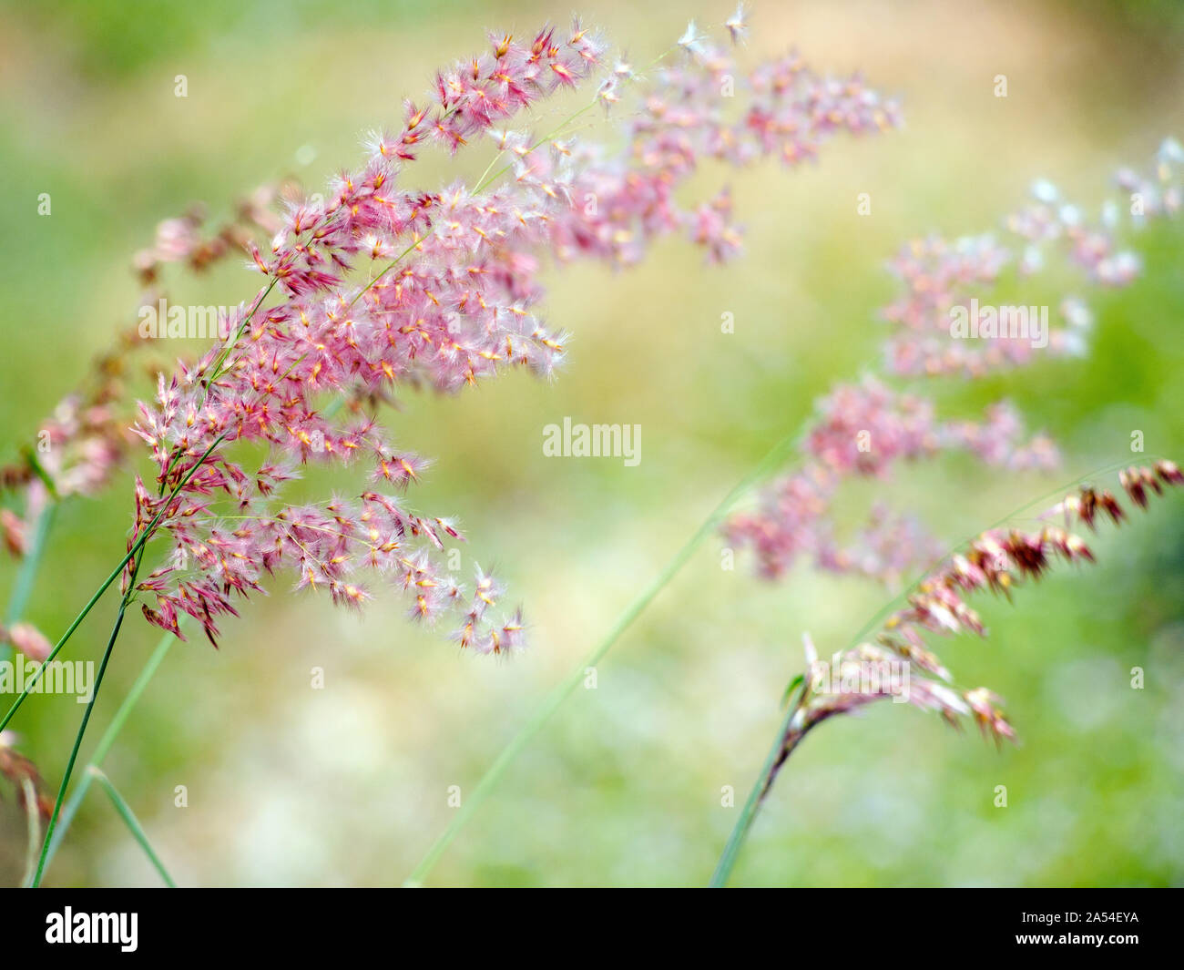 Natal grass hi-res stock photography and images - Alamy