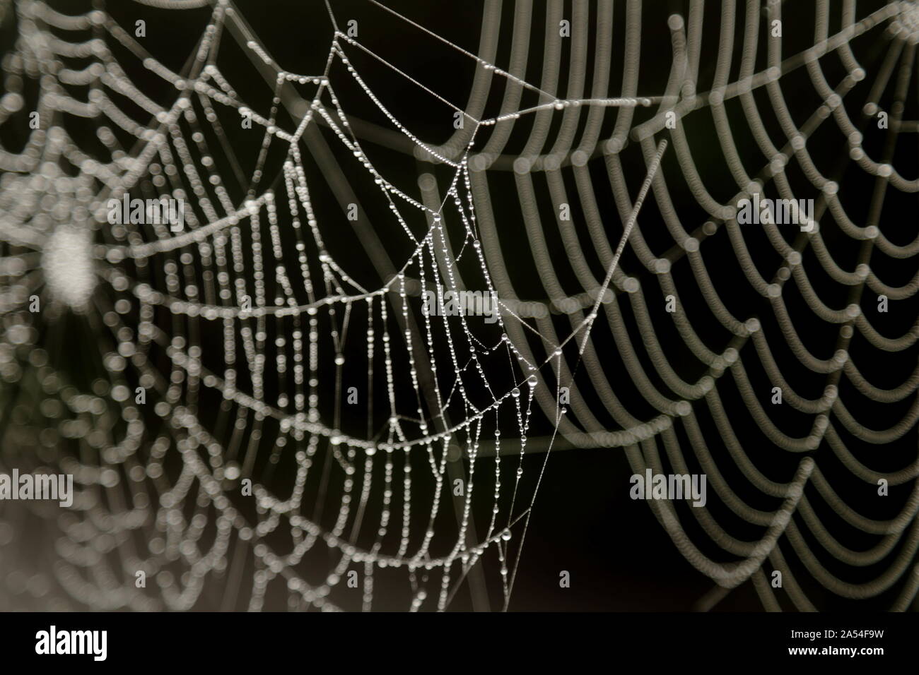 Detail of cobweb after the rain as abstract background Stock Photo - Alamy