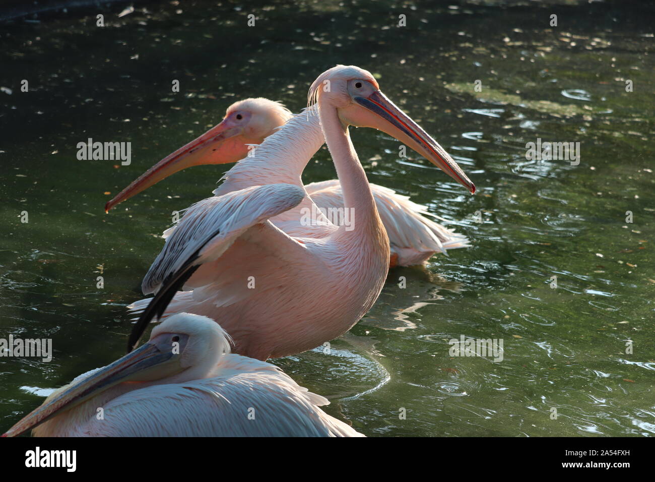 Large water bird hi-res stock photography and images - Alamy