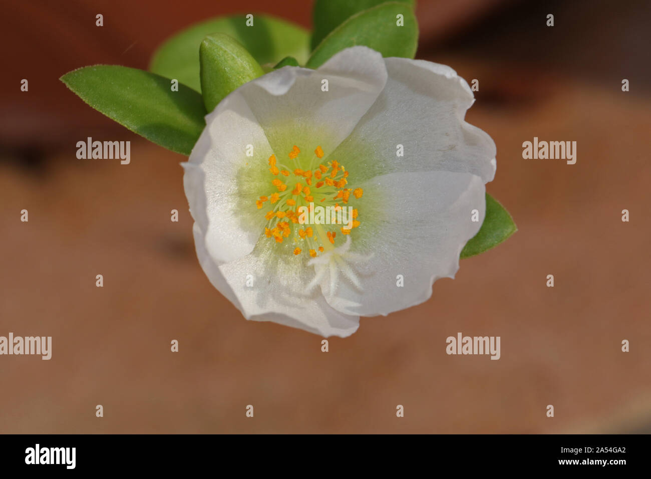 Pursley hi-res stock photography and images - Alamy