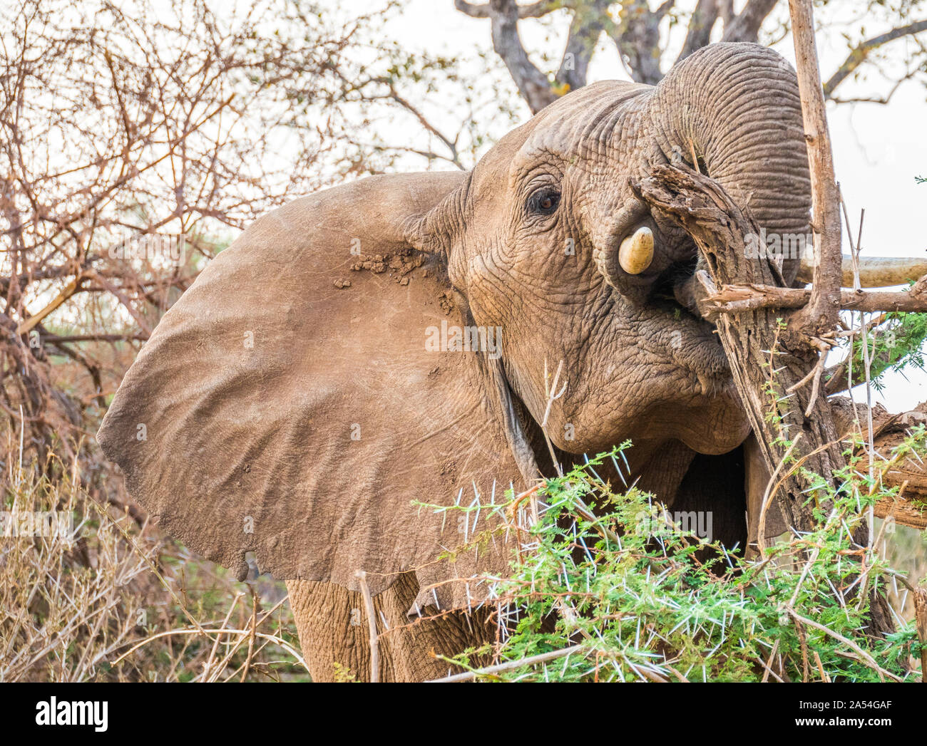 Full frame image of an African elephant foraging on a thorn bush in the ...