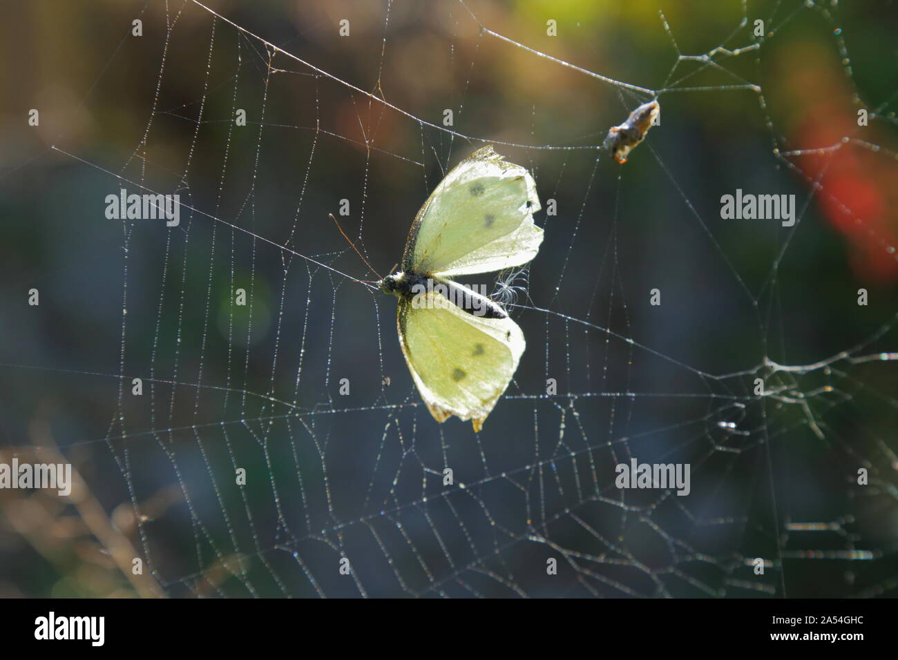 White cabbage butterfly hi-res stock photography and images - Alamy