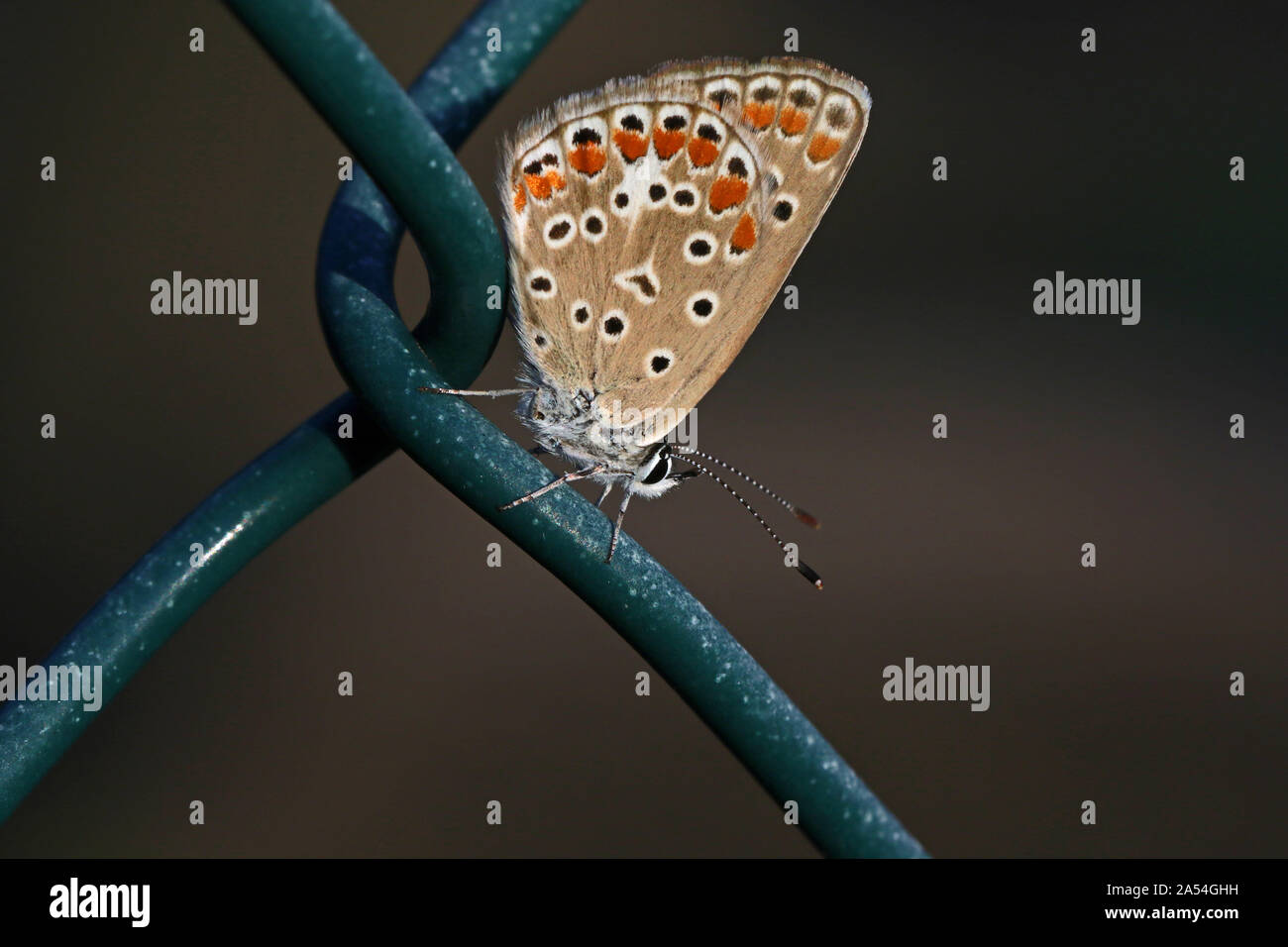 Underwing colour hi-res stock photography and images - Alamy
