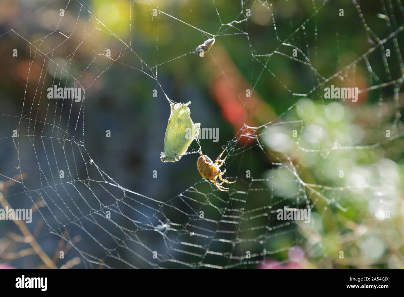 White cabbage butterfly hi-res stock photography and images - Alamy