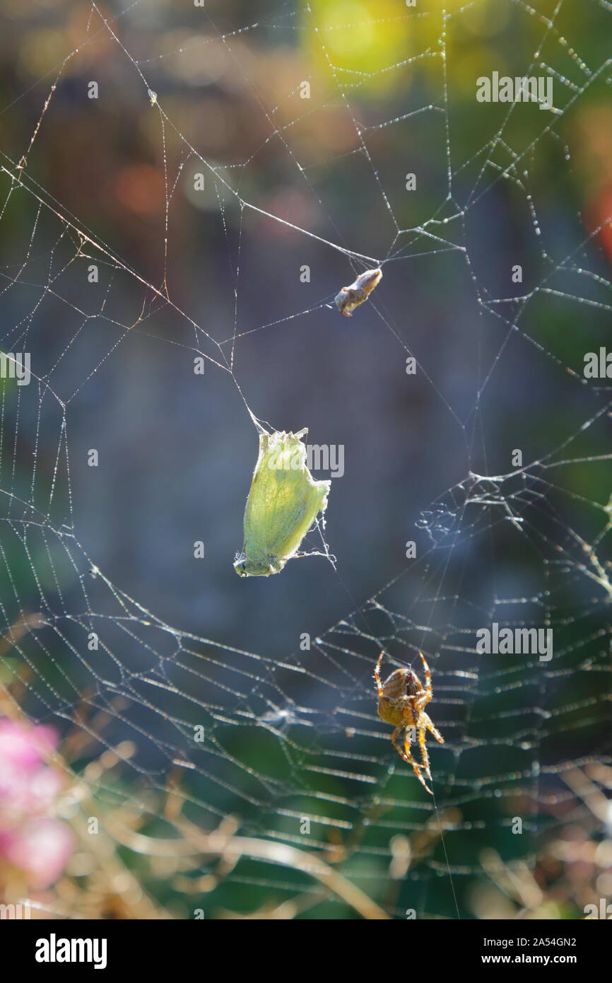 White cabbage butterfly caught in common garden spider web Stock Photo ...