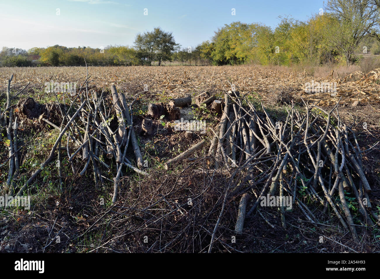 Recently cut firewood hi-res stock photography and images - Alamy