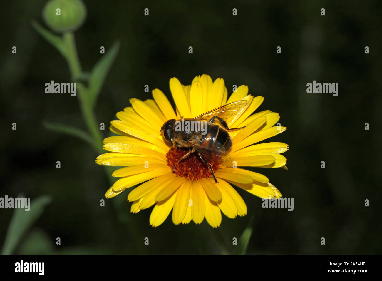 Maxim latin hi-res stock photography and images - Alamy