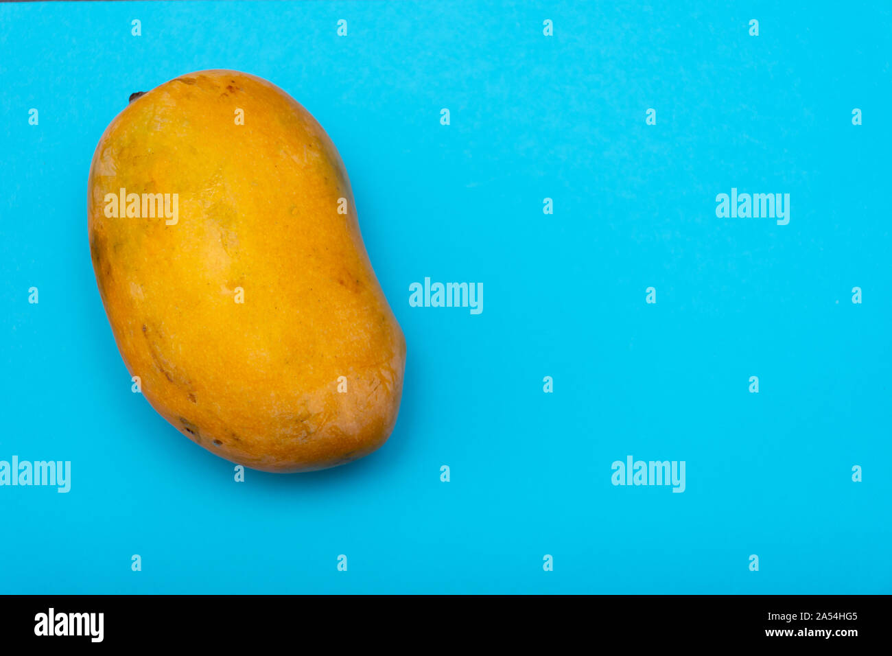 Bright orange Pakistani mango on a bright blue or cyan flat lay ...