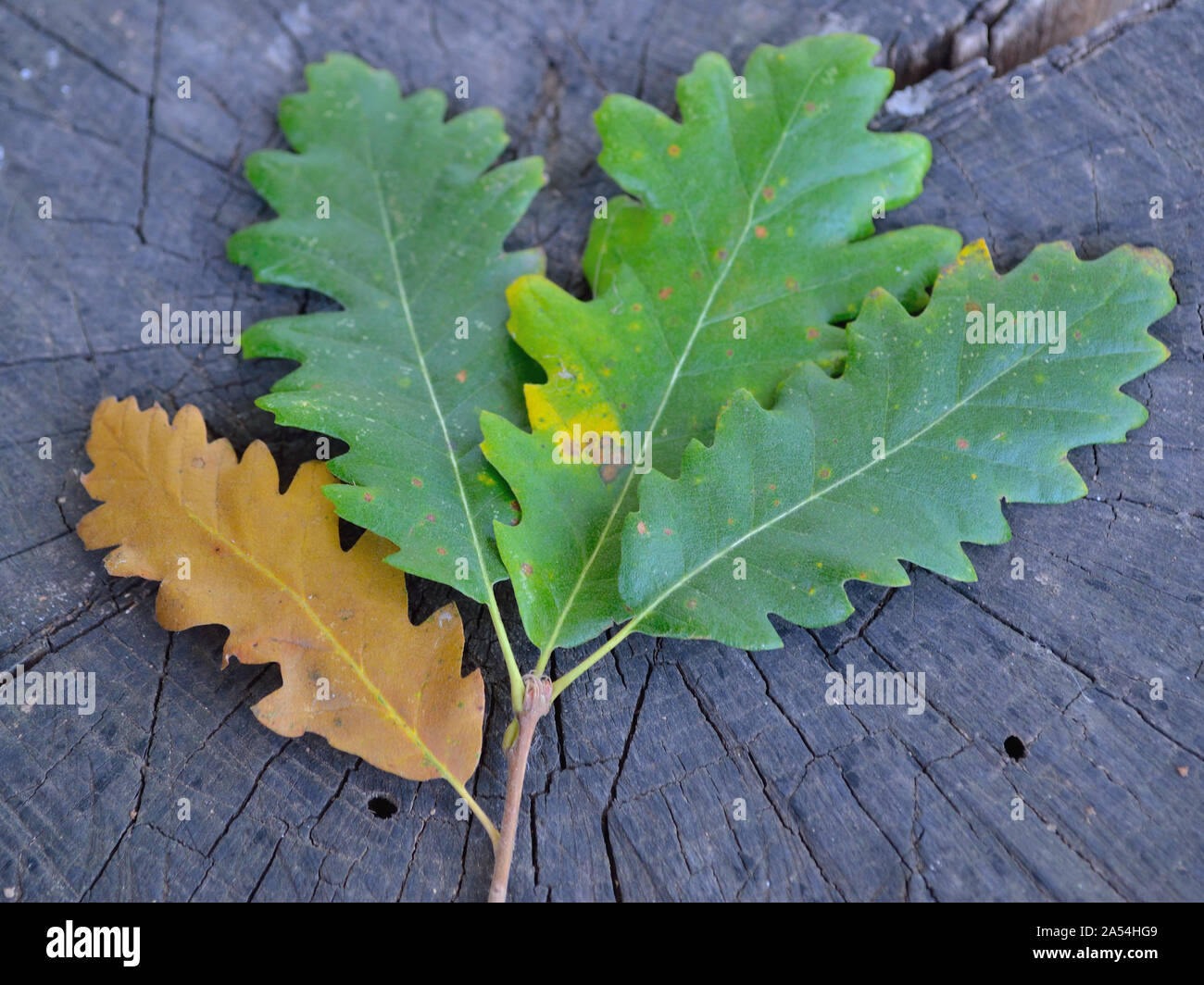 Austrian oak leaves, Quercus cerris Stock Photo - Alamy
