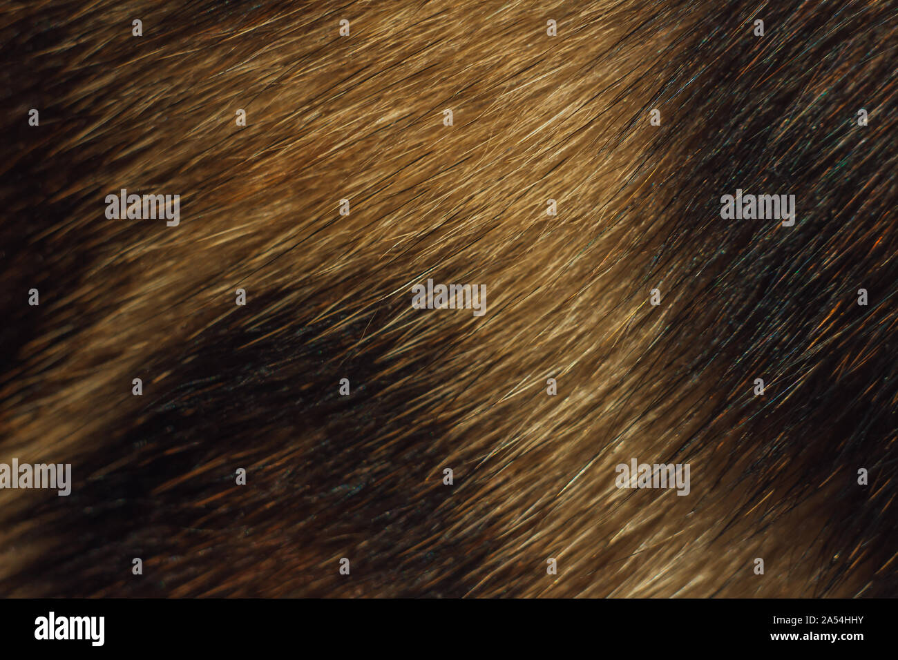 Leopard skin furry pattern hi-res stock photography and images - Alamy