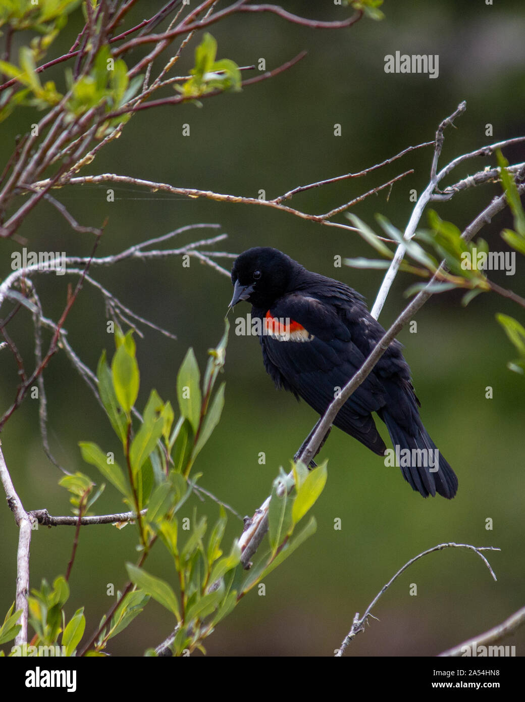 Alberta Red Winged Black Bird near Canmore Canada Stock Photo - Alamy