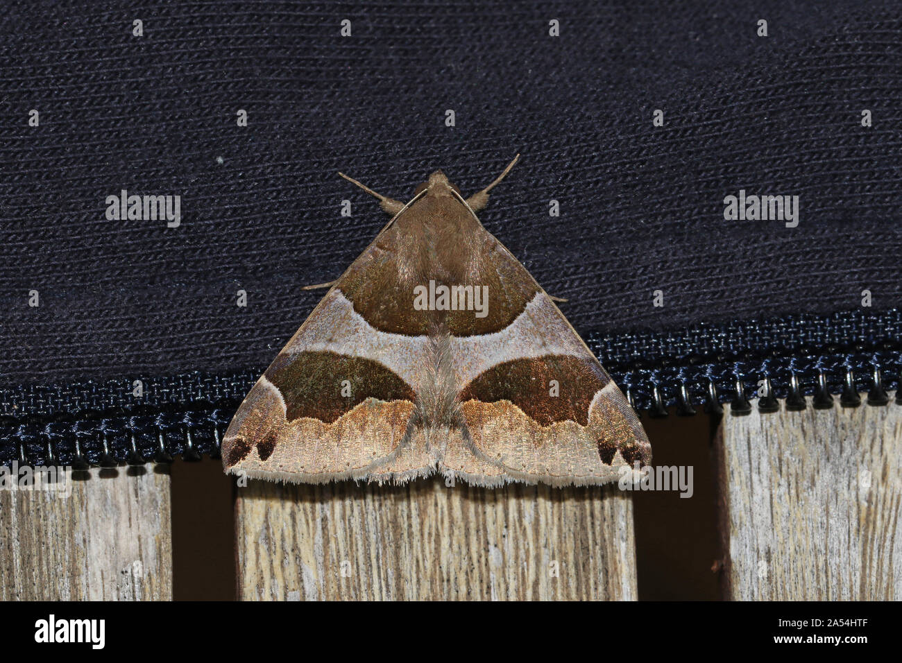 Geometric moth hi-res stock photography and images - Alamy