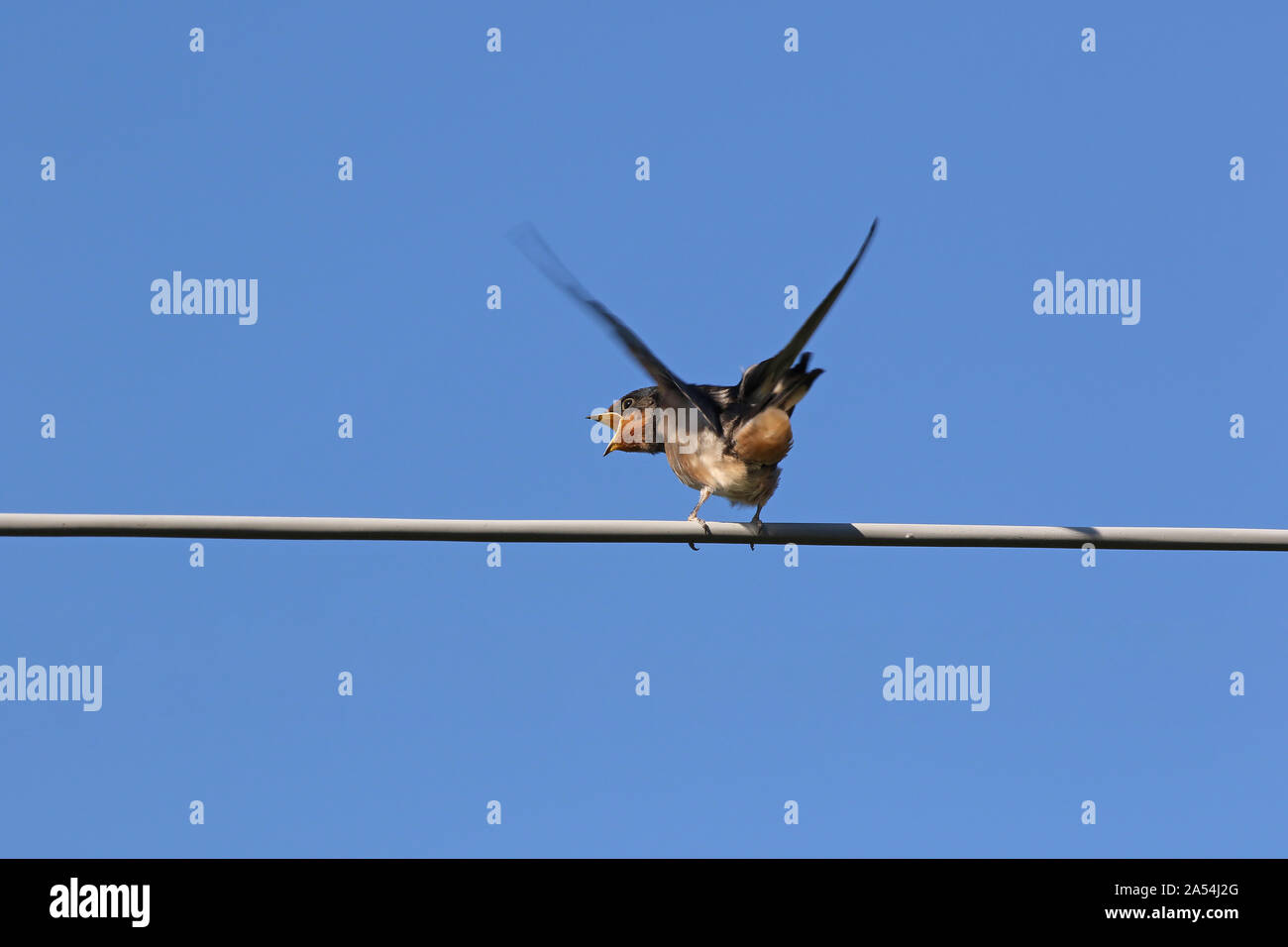 Barn swallow feeding a fledgling hi-res stock photography and images ...