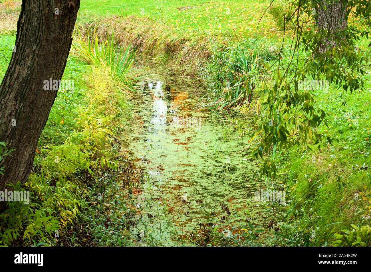 drain in autumn in the forest with green and yellow grass Stock Photo ...