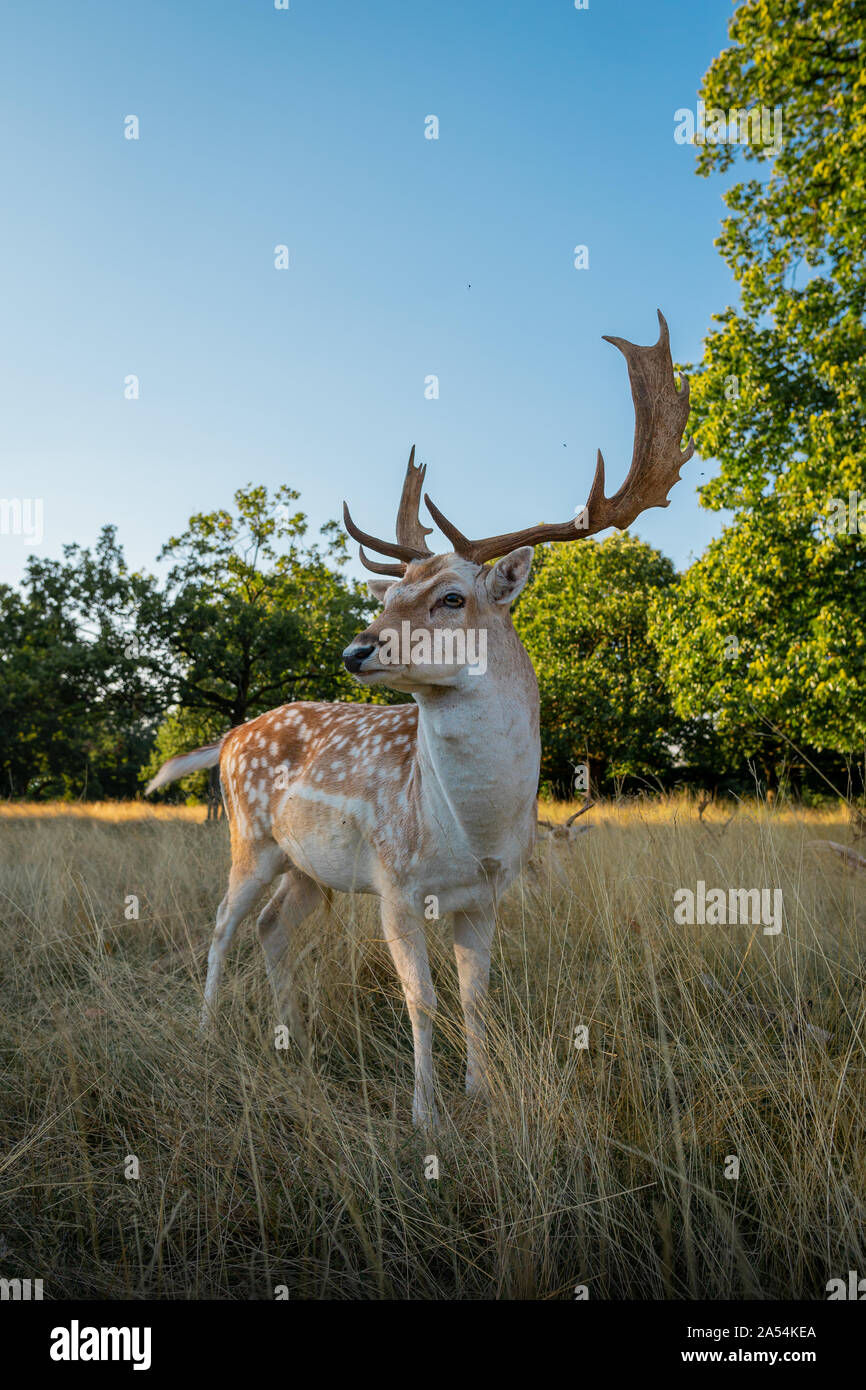 Wild deer on side hi-res stock photography and images - Alamy