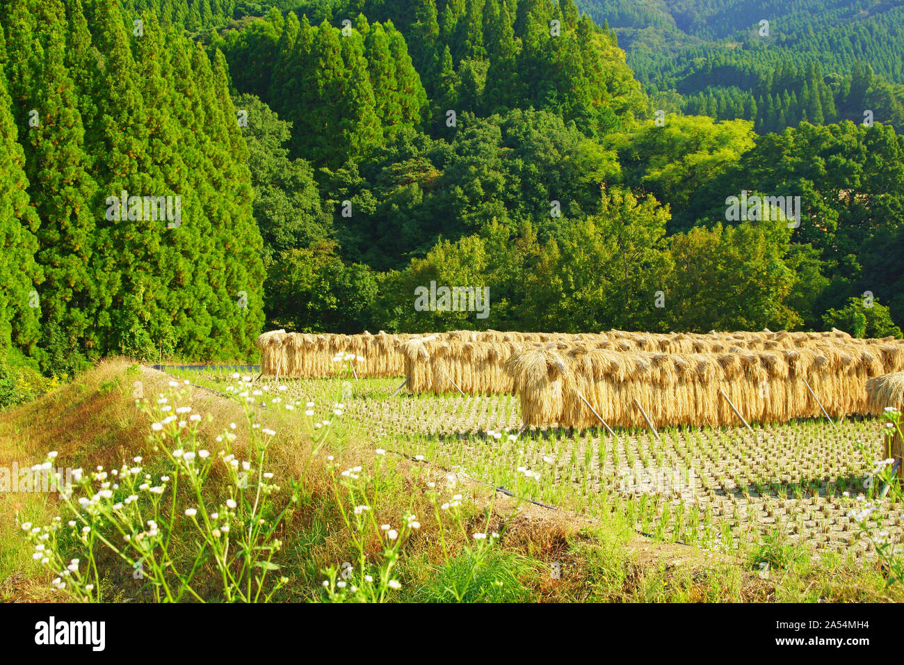 Drying rice on a rack Stock Photo - Alamy